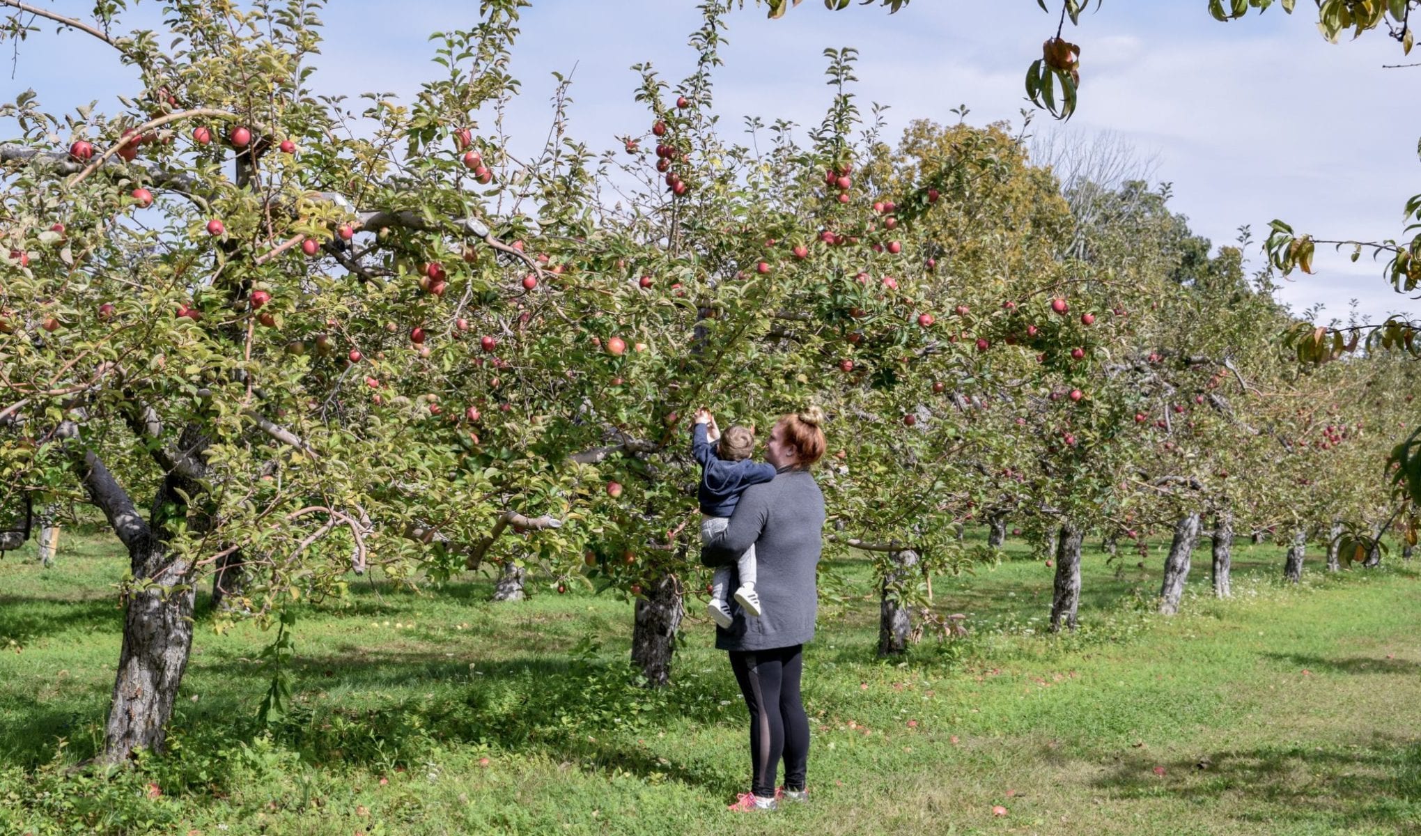 Local Food Guide - Northeast Harvest : Northeast Harvest