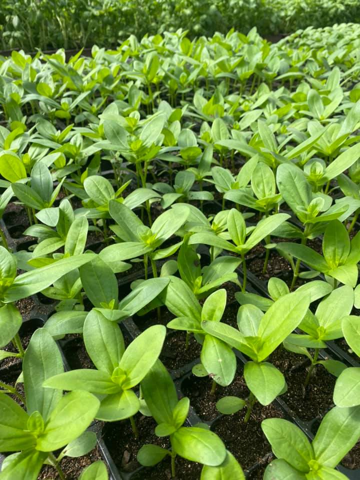 Local Food Guide - Northeast Harvest : Northeast Harvest